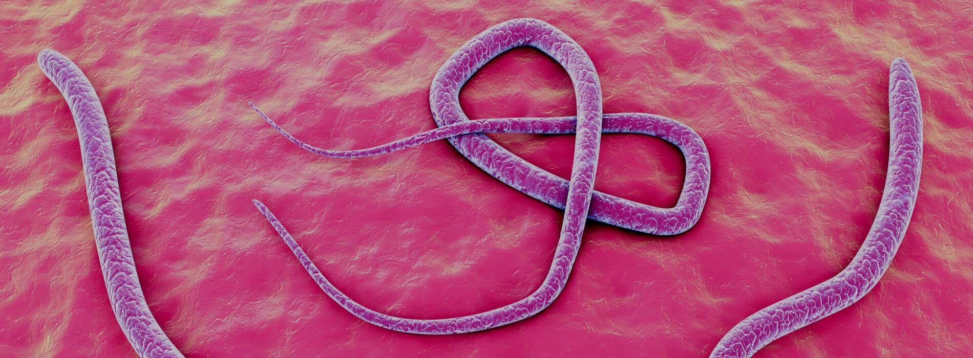 Glista ludzka - przyczyny, objawy i diagnostyka glistnicy - Zdrowegeny.pl