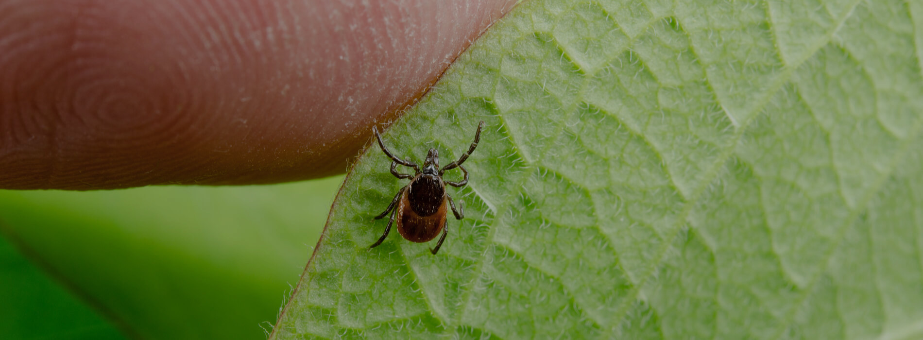 Borelioza - przyczyny, objawy, leczenie - Zdrowegeny.pl
