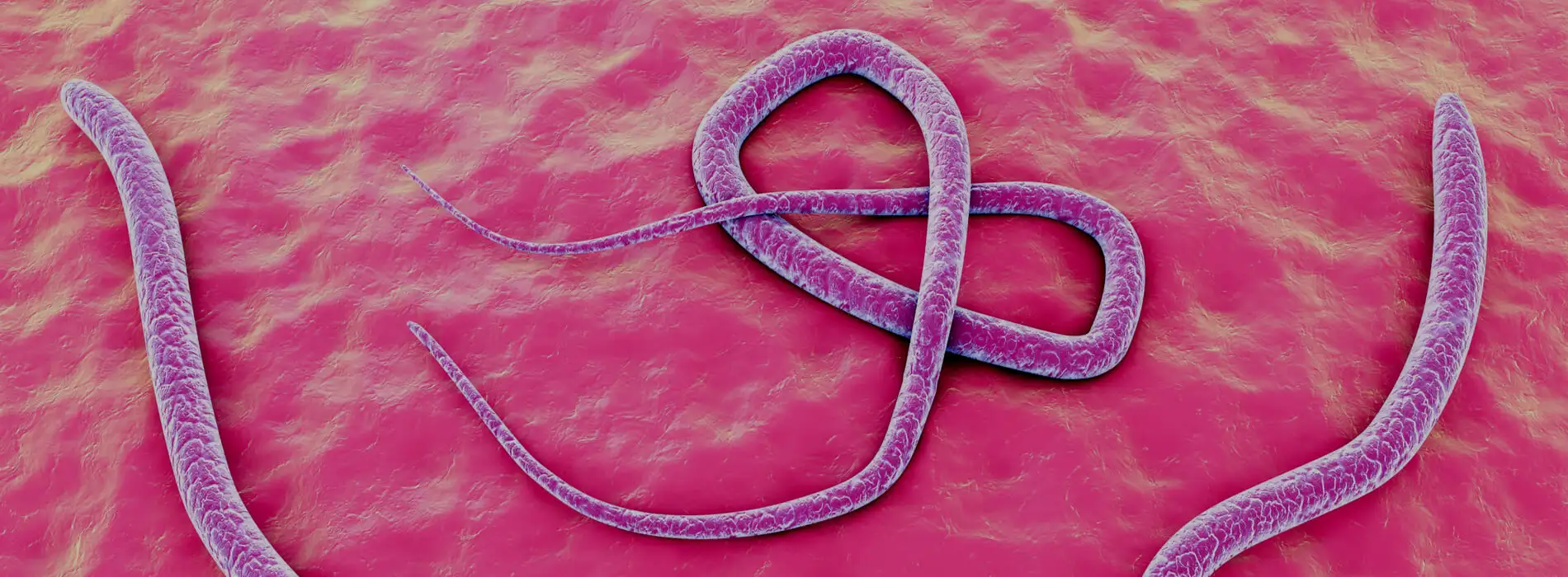 Glista ludzka - przyczyny, objawy i diagnostyka glistnicy - Longevity Plus