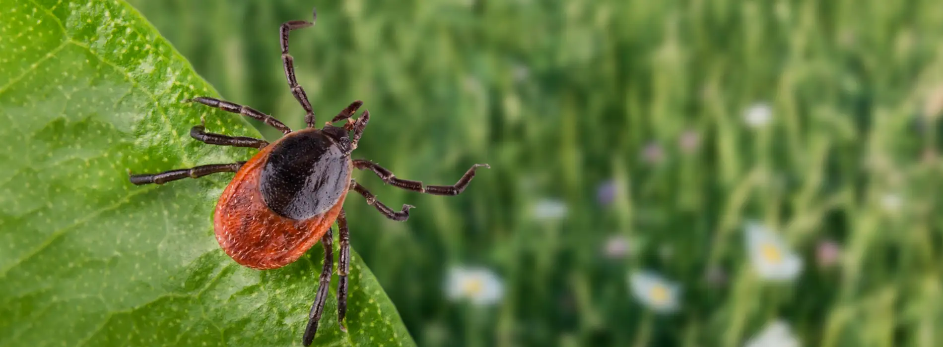 Co to jest neuroborelioza? - Longevity Plus